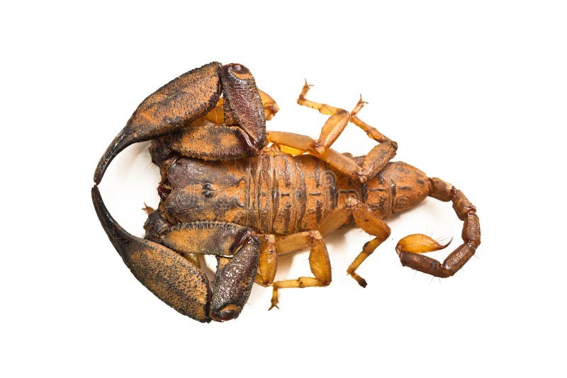 Large australian scorpion stock image. Image of species - 25529099