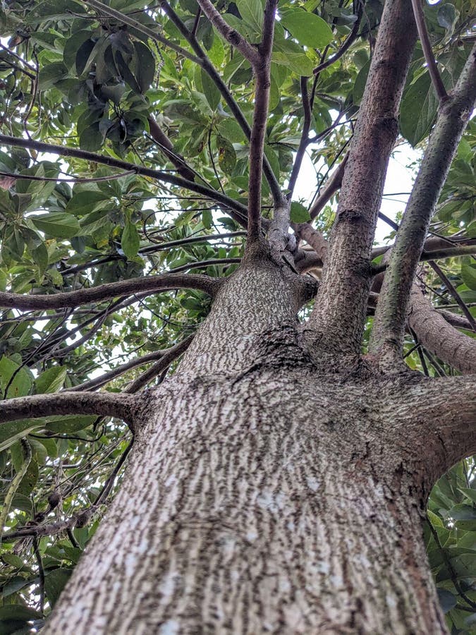 A large avocado tree trunk stock image. Image of branch - 367066479