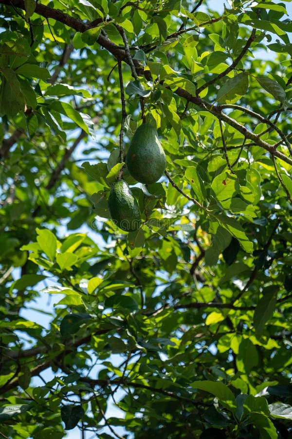Large Avocados Growing on a Tree Stock Image - Image of closeup ...