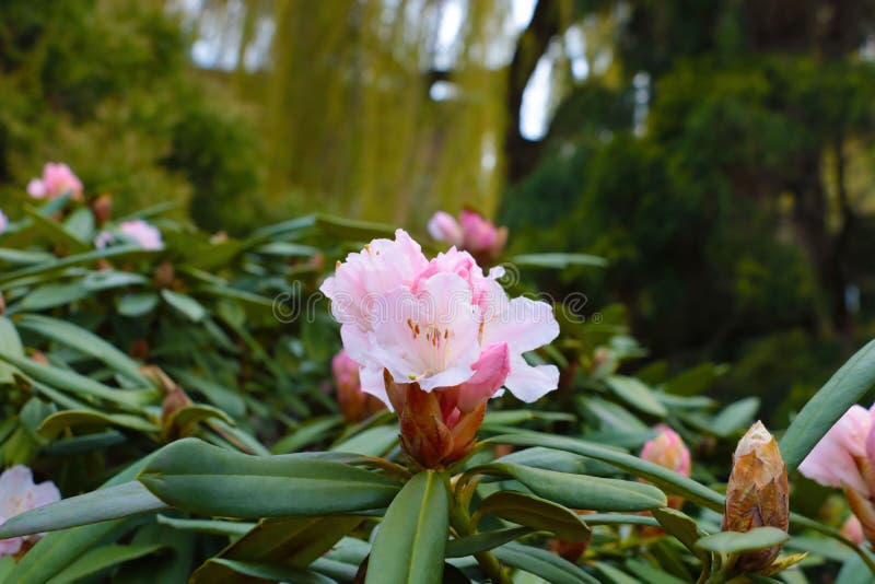 A Large Azalea or Rhododendron Blooms in the Garden. Stock Image ...