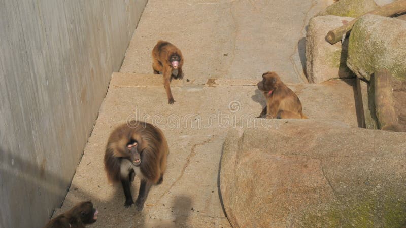 A Large Baboon Walks Past a Pack of Other Monkeys in the Zoo Stock ...