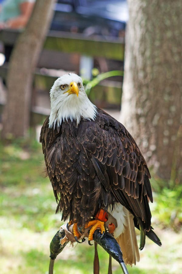 Large bald eagle close up stock image. Image of birding - 331367591