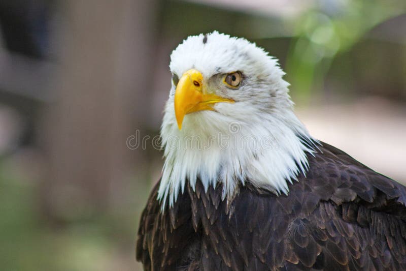 Large Bald Eagle Close Up Taken in Zoo Stock Image - Image of close ...