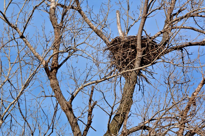 118 Bald Eagle Eaglet Nest Stock Photos - Free & Royalty-Free Stock ...