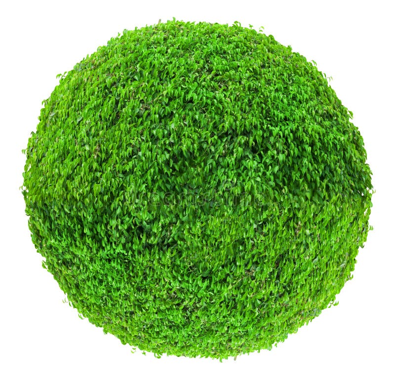 Large Ball Shaped Bush Isolated on White Background Stock Image - Image ...