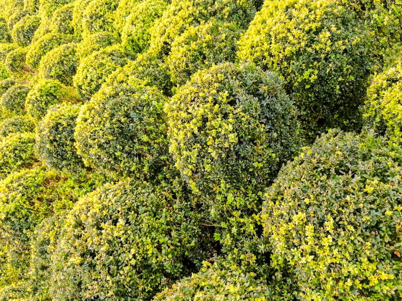 500 Ball Shrubs Stock Photos - Free & Royalty-Free Stock Photos from ...