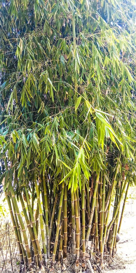 Large bamboo tree stock image. Image of four, botany - 152193543