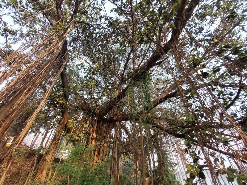 Large Banyan Tree with Large Branches Stock Photo - Image of tree ...