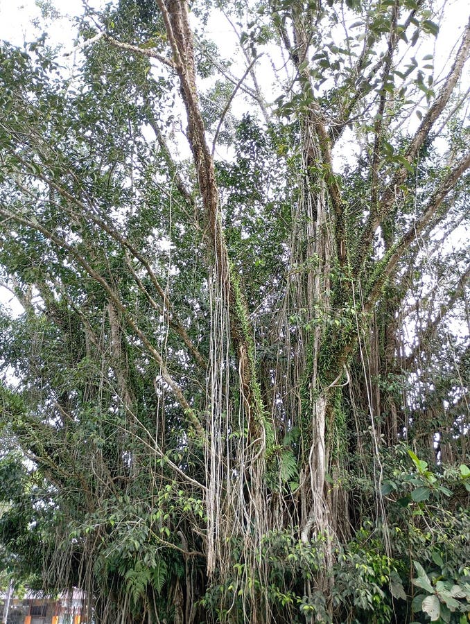 The Large Banyan Tree is Covered with Creeping Plants, Making it Look ...