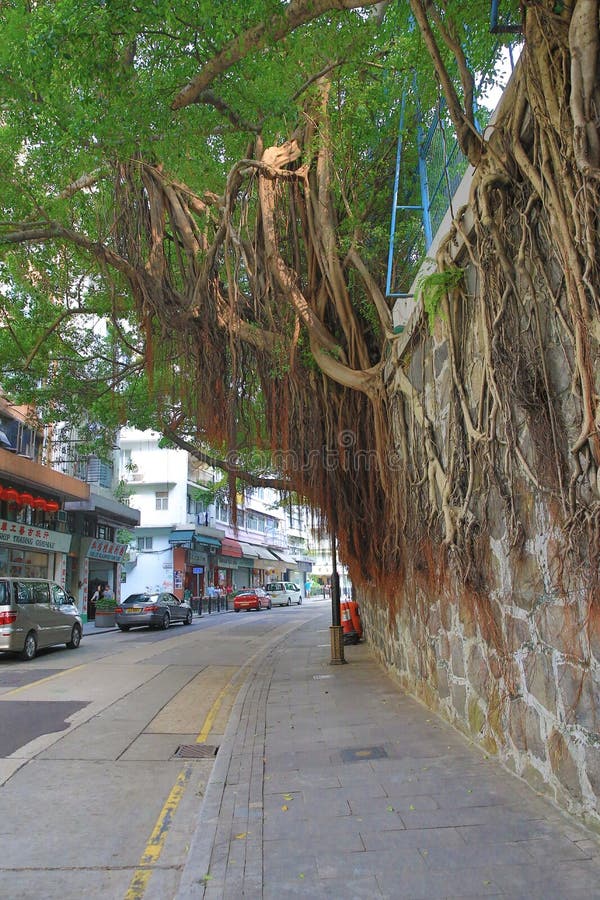 Large Banyan Tree Growing Against a Wall in the Mid-levels Area 13 Oct ...