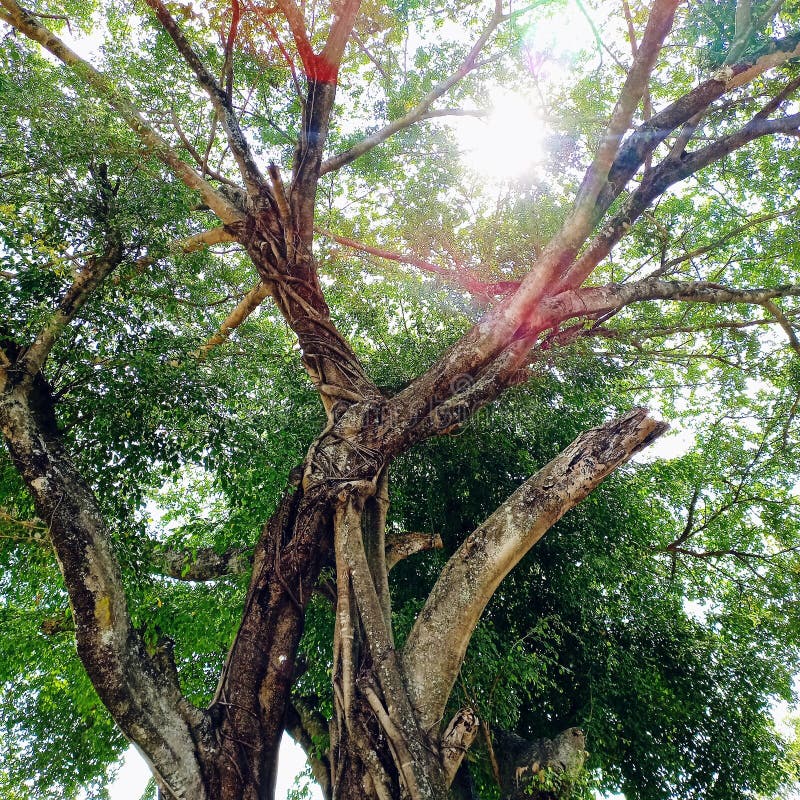 A Large Banyan Tree Provides Coolness To the Surrounding Area Stock ...