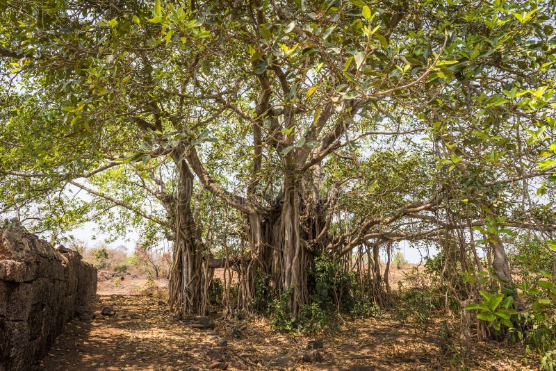 Large Banyan Tree Taking Roots from Branches in Goa, India Stock Photo ...