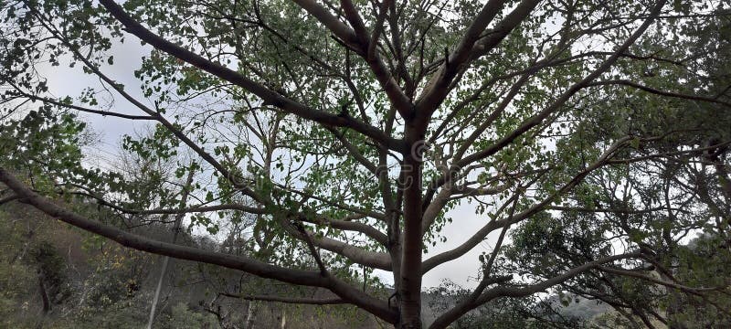 Large Banyan Tree on Walking Path Dharamshala Himachal Pradesh India ...