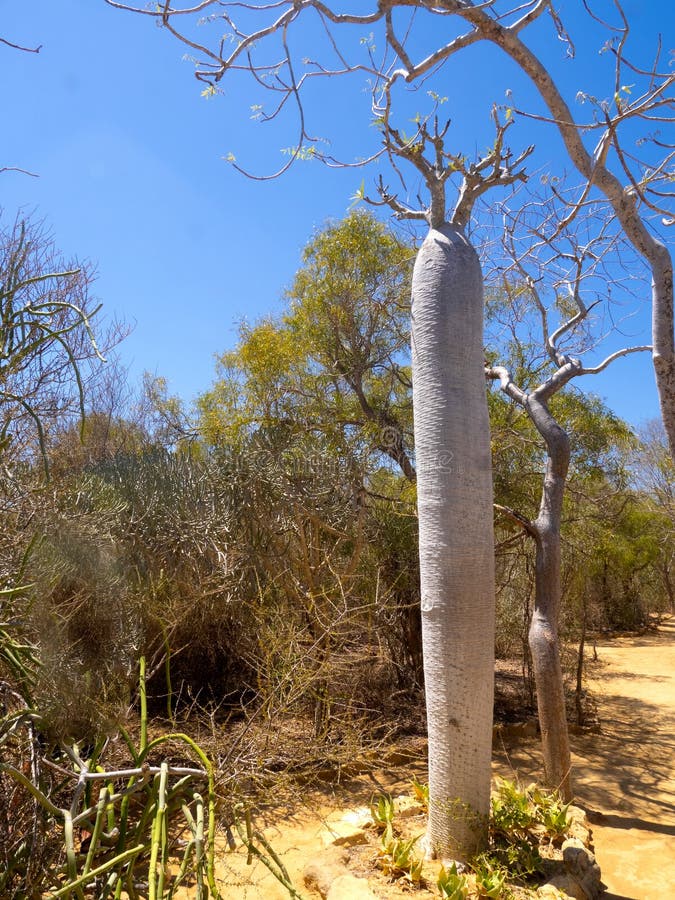 Large Baobab with Specific Bark. Tsimanampetsotsa National Park Stock ...