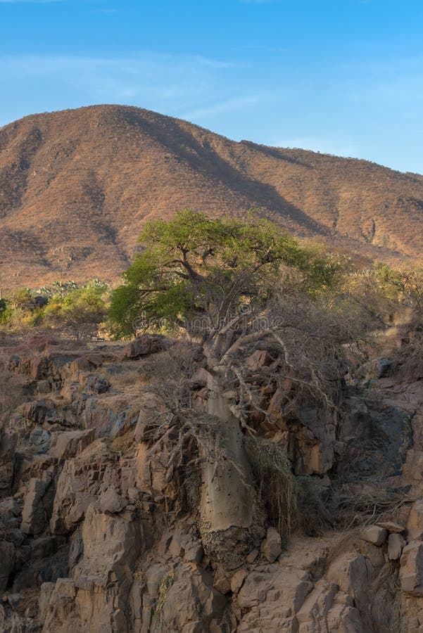 Large Baobab Tree on the Banks of the Kunene River, Namibia Stock Image ...