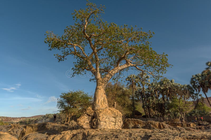 Large Baobab Tree on the Banks of the Kunene River, Namibia Stock Image ...