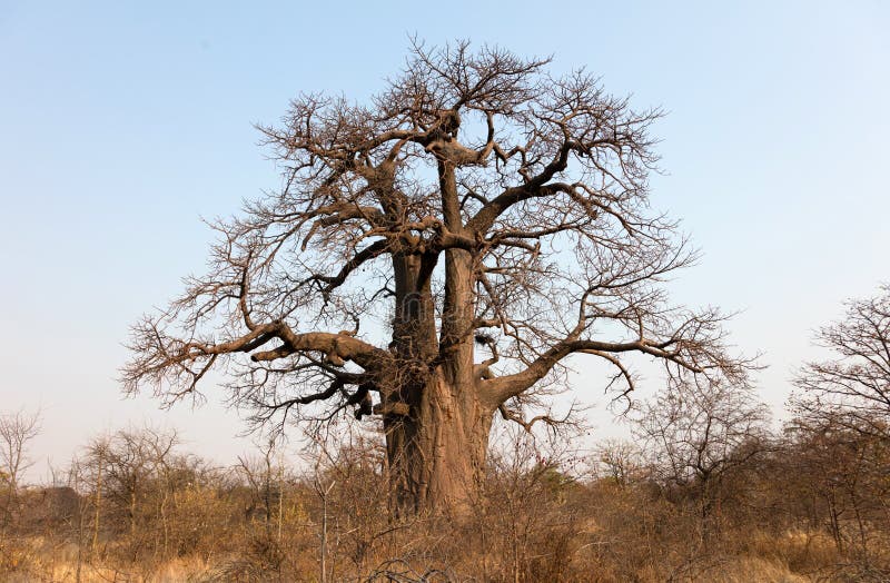 Baobab Tree Botswana Stock Photos - Download 708 Royalty Free Photos