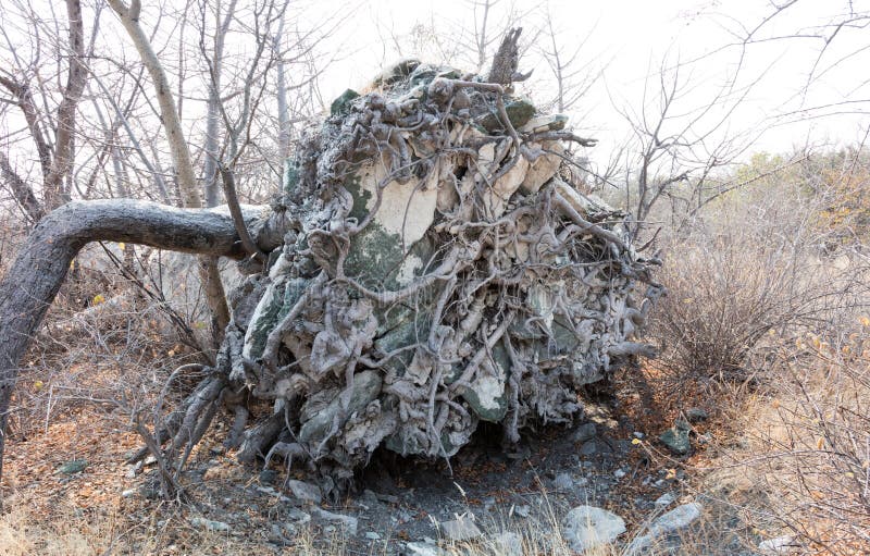 Large Baobab Tree Fallen in Botswana Stock Photo - Image of wind, park ...