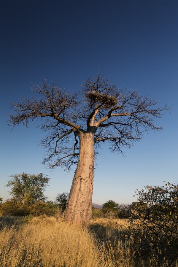 Large Baobab Tree without Leaves at Sunrise with Clear Sky Stock Photo ...