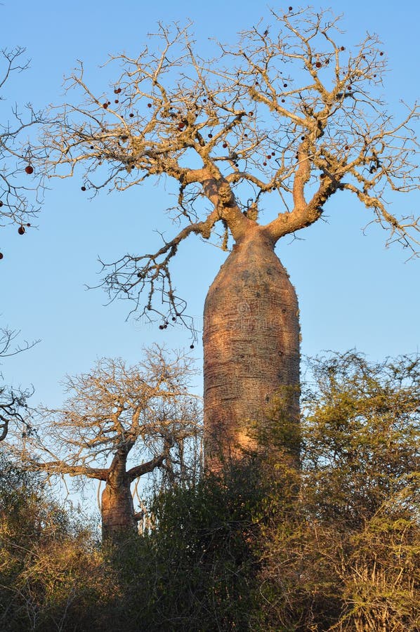 Large Baobab Tree Standing in Madagascar Stock Image - Image of flora ...