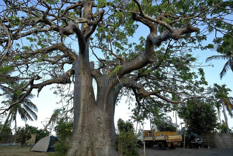 Large Baobab Tree in the Village Square, Mozambique Stock Photo - Image ...