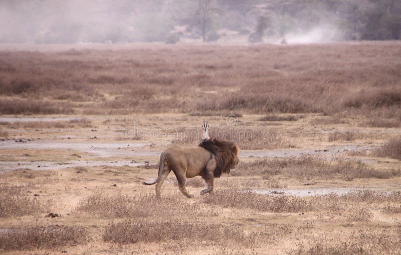 Large Barbary Lion Walking Toward an Antelope in the Field Stock Photo ...