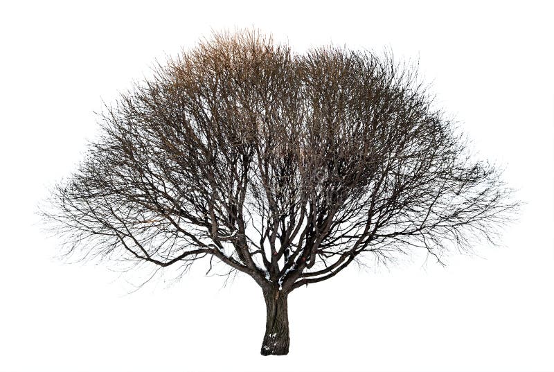 Isolated Winter Small Bare Tree Stock Image - Image of seasonal, bare ...