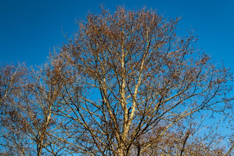 Large Bare Tree on Blue Sky Background Stock Image - Image of park ...
