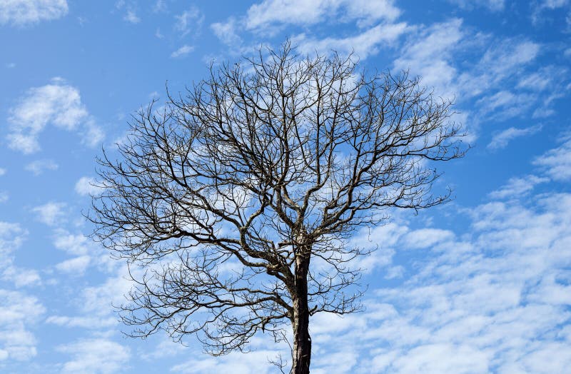 Large Bare Tree on Blue Sky Stock Image - Image of decay, environmental ...