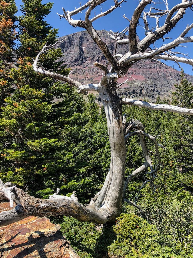 Large Bare Tree with View of Mountain at National Park Stock Photo ...