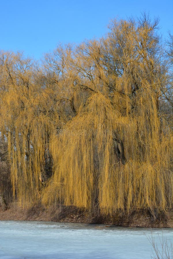 A Large Bare Weeping Willow Tree with Long Yellow Branches Over the Ice ...