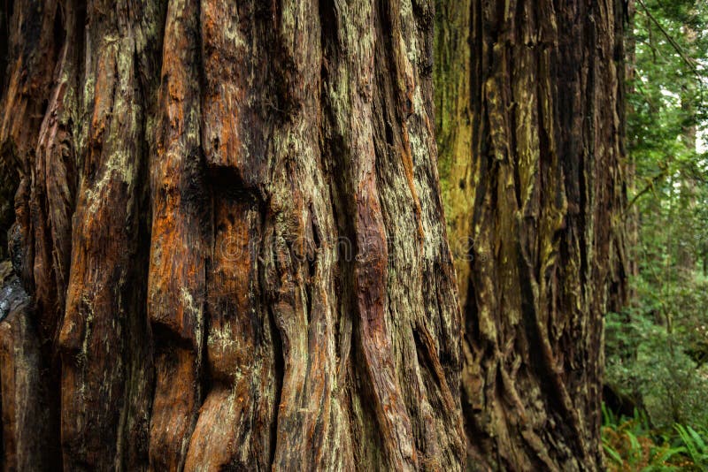 Bark of a Redwood stock photo. Image of pattern, bark - 57329986