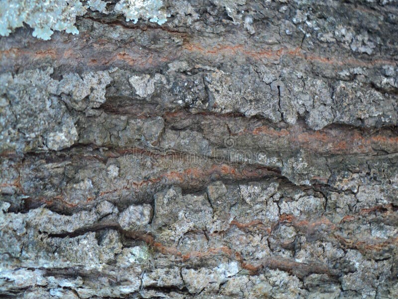 A large bark texture brown stock photo. Image of material - 149808120