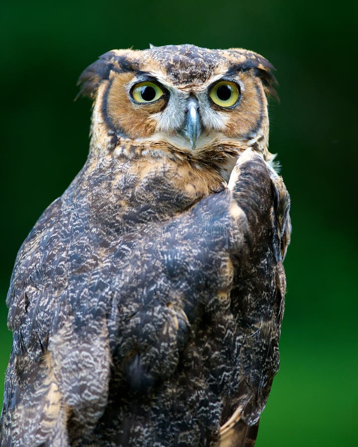 Large Barn Owl stock image. Image of yellow, eyes, predator - 15624731