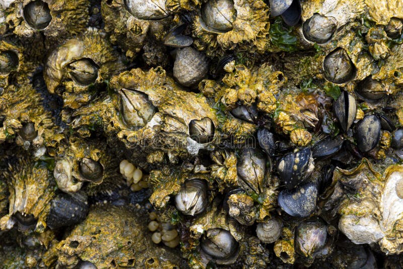 Barnacles Shells Attached To Rock in a Pattern Stock Photo - Image of ...