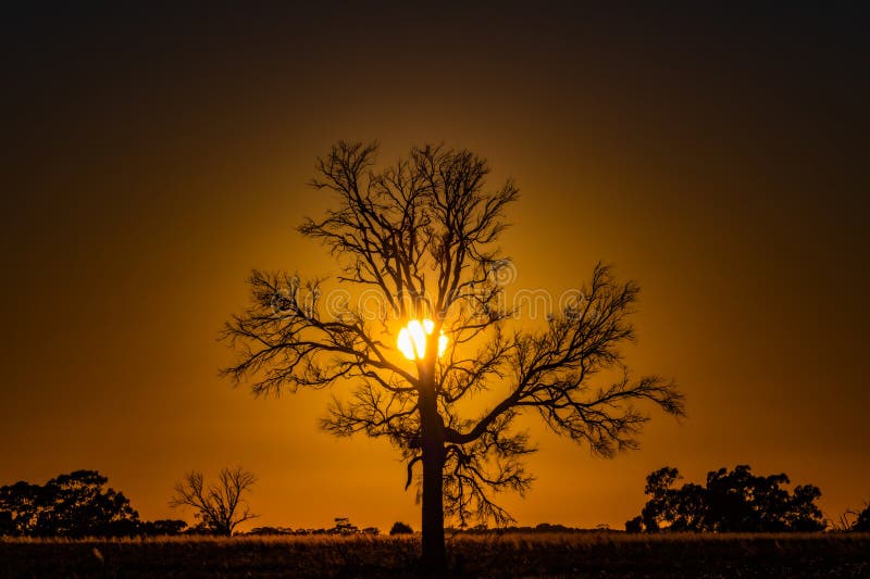 Sun Setting Behind the Bare Leaf Tree Stock Image - Image of tree ...