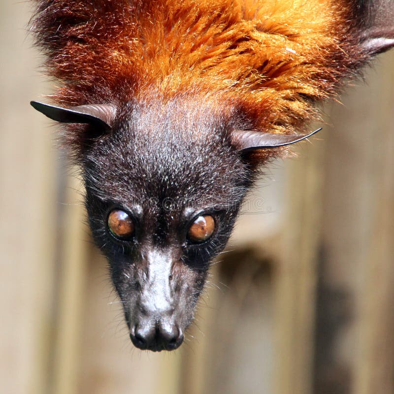 Large Bat Looking into the Camera Stock Photo - Image of large, mammal ...