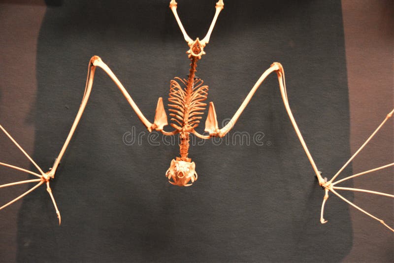 Large Bat Skeleton stock image. Image of flying, bones - 263449901