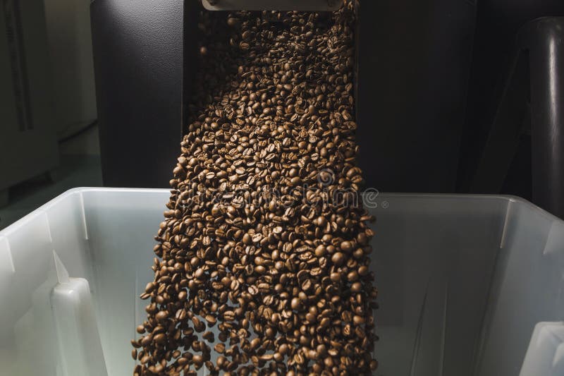 Large Batch Roasted Coffee Beans Pouring into Container after Roasting ...