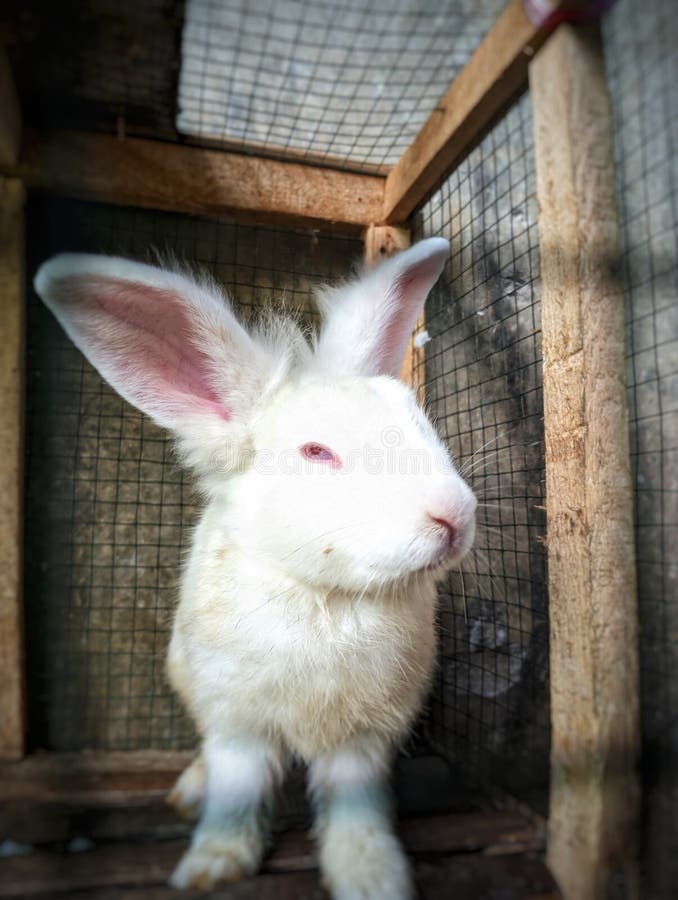 Large and Beautiful Albino Rabbits in a Cage Stock Image - Image of ...