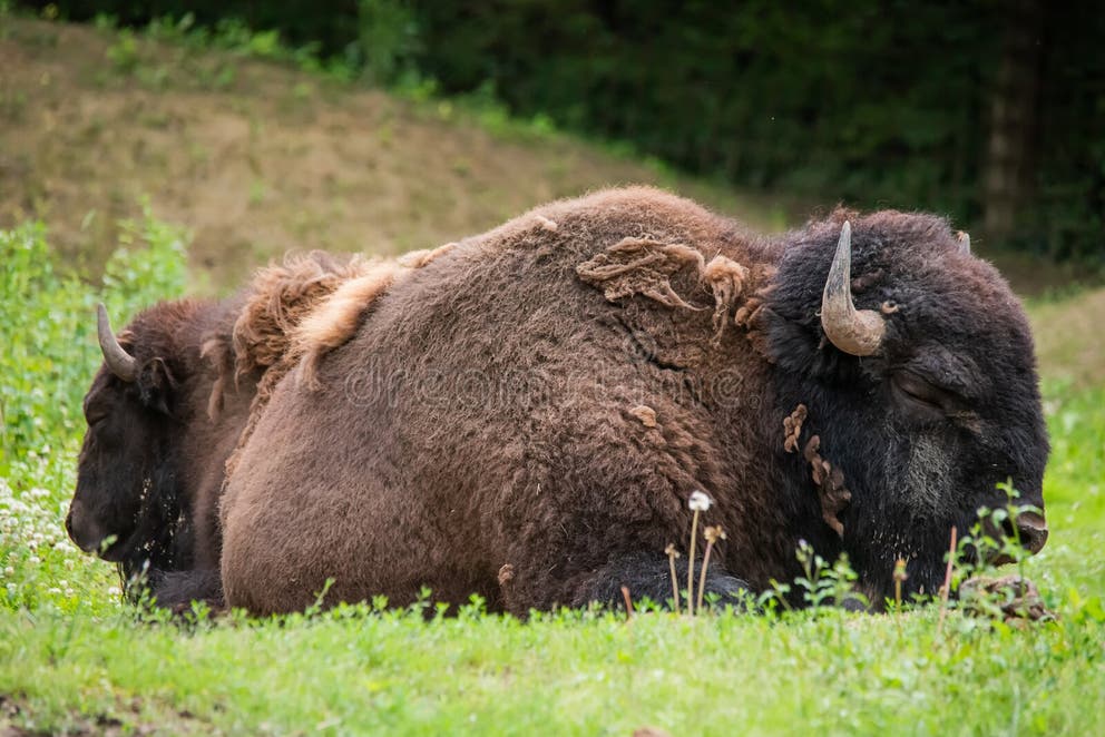Large and Beautiful Bison Sleep in Nature Stock Image - Image of ...