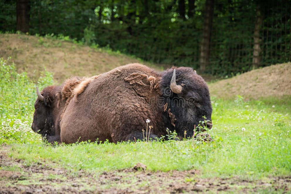 Large and Beautiful Bison Sleep in Nature Stock Image - Image of ...