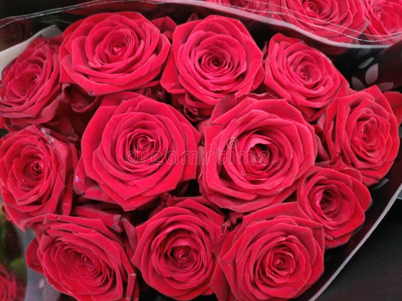 Close Up of a Bright Red Roses Growing Stock Image - Image of growing ...