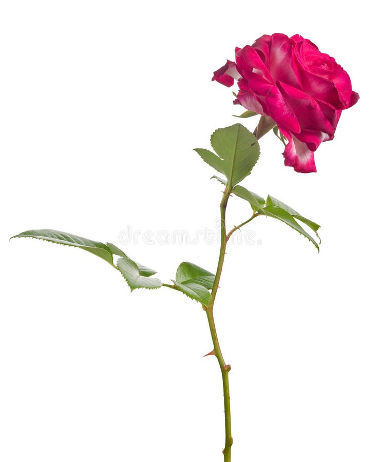 Large Beautiful Bright Pink Rose on White Stock Photo - Image of pink ...