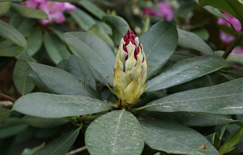 Large and Beautiful Buds Appeared on the Rhododendron Bushes with the ...