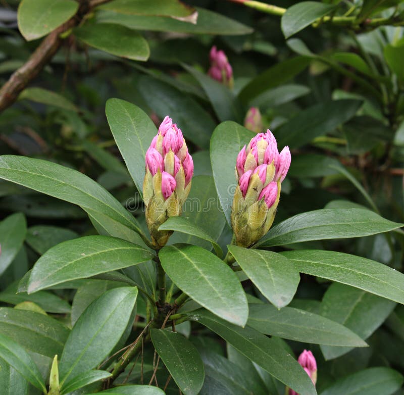 Large and Beautiful Buds Appeared on the Rhododendron Bushes with the ...