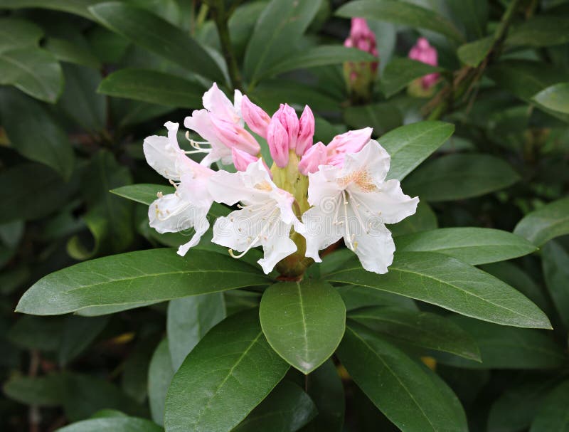 Large and Beautiful Buds Appeared on the Rhododendron Bushes with the ...
