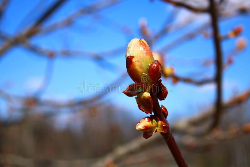 Large and Beautiful Buds on the Chestnut Tree Appear in Early Spring ...