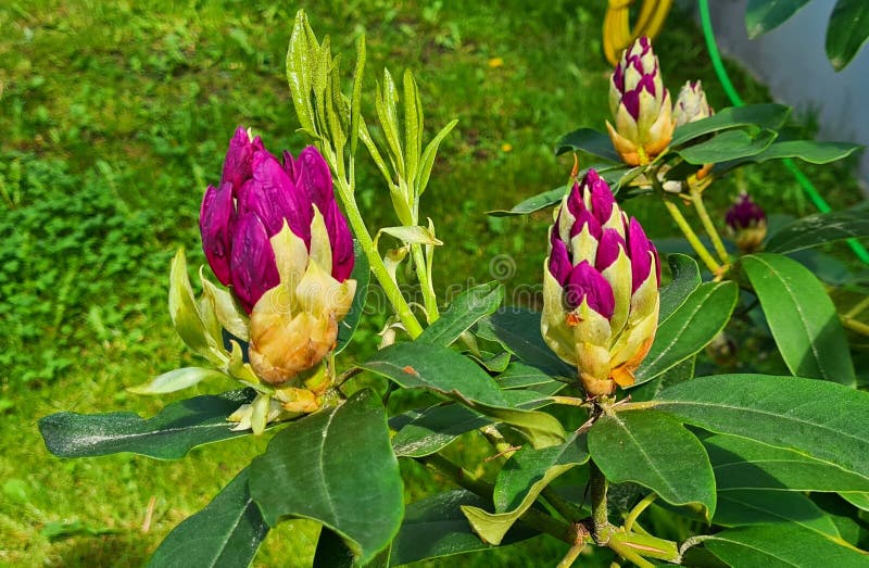 Large and Beautiful Buds on the Rhododendron Bushes Appear with the ...