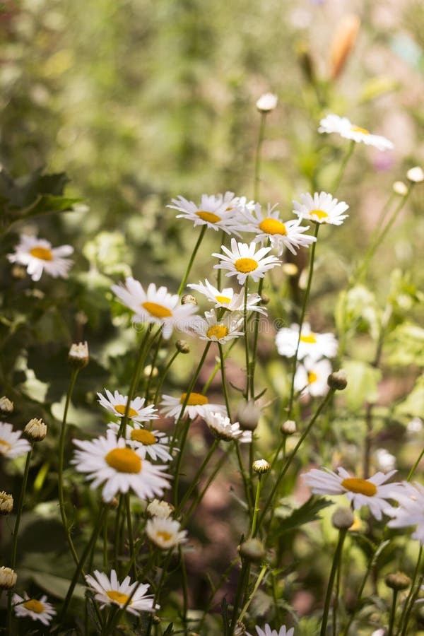 Large Beautiful Bush of White Chamomile in Summer, Many White Flowers ...